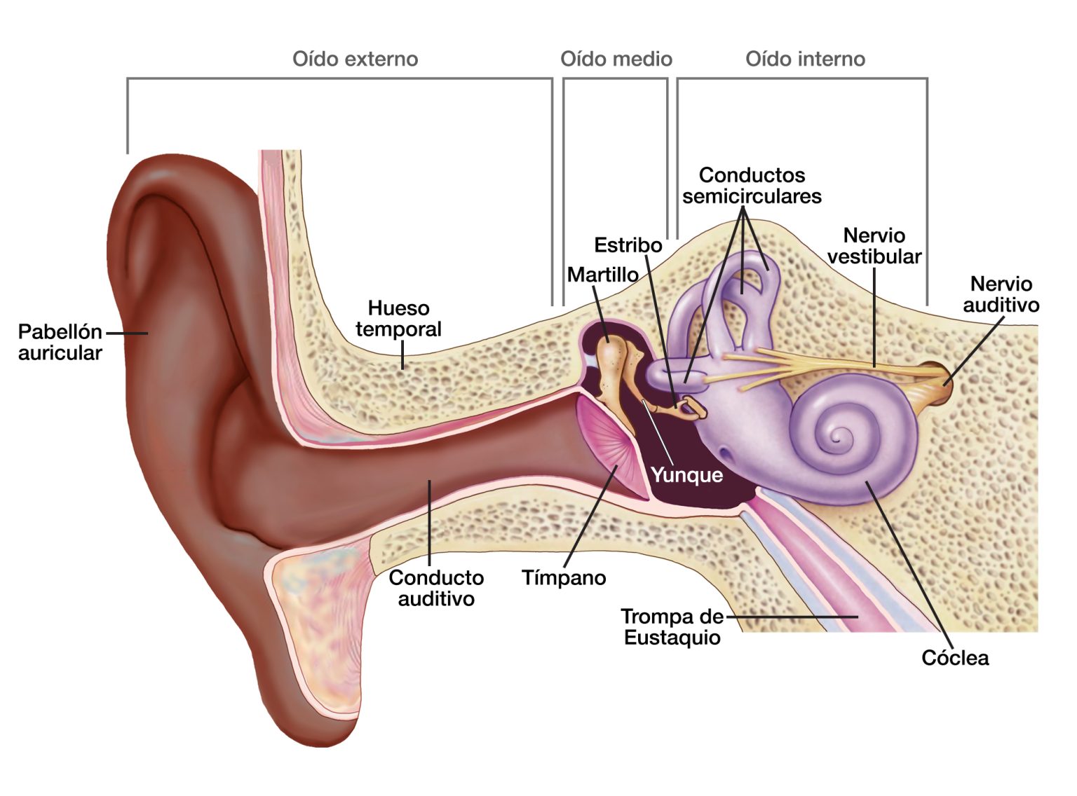 La oreja es realmente parte del oído o son estructuras diferentes