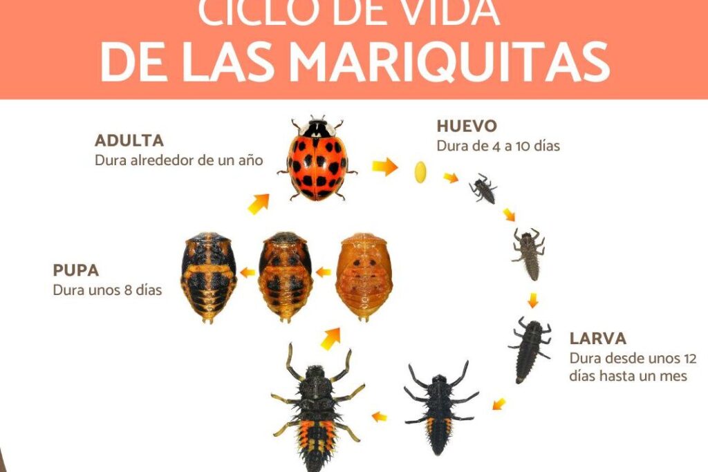 Cómo nacen los animales ovíparos y vivíparos